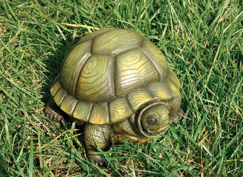 Turtle Portly Medium