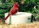 Happy Bird Wild Bird Super Solar Sipper